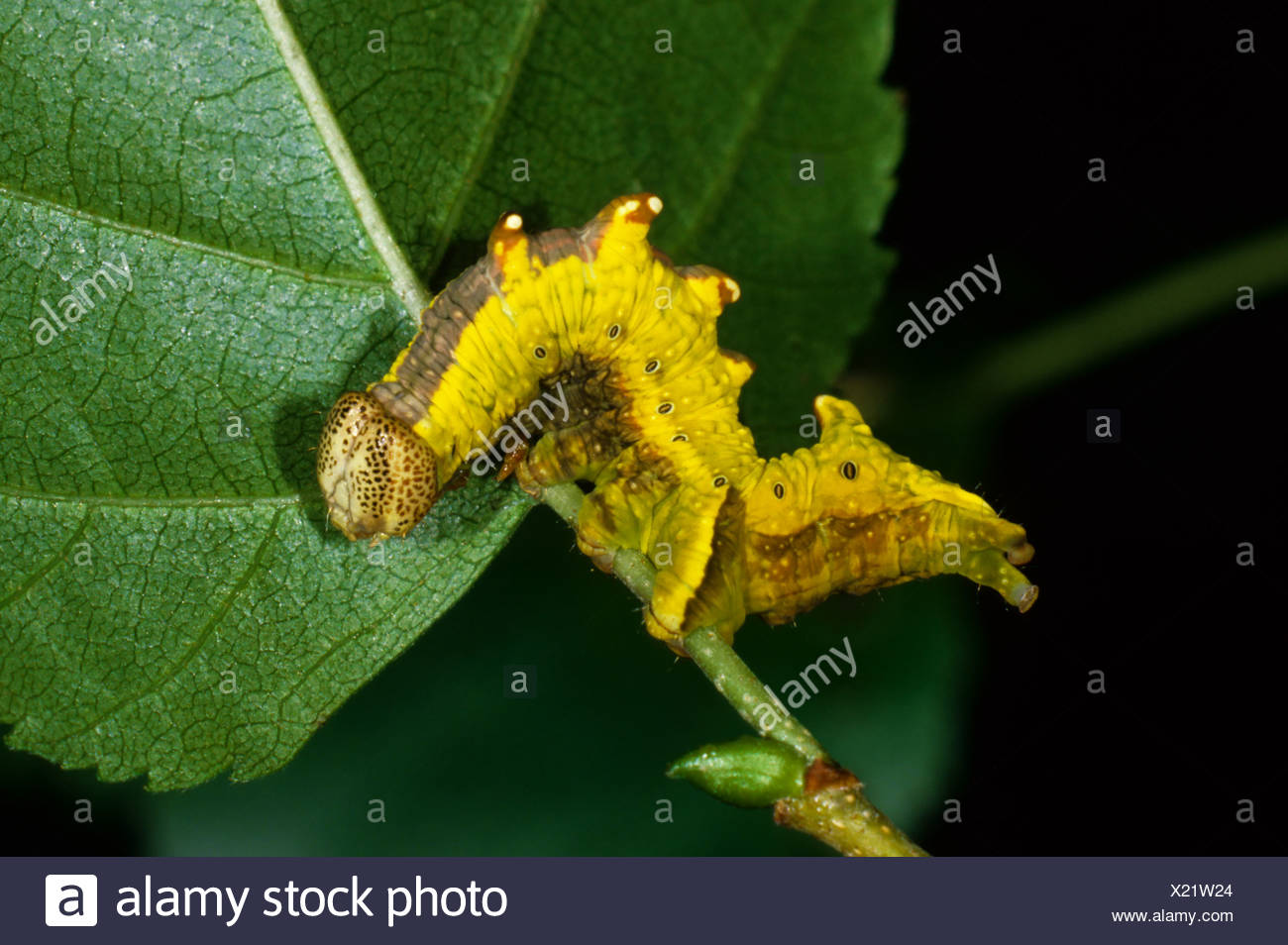 Prominent Moth Caterpillar High Resolution Stock Photography and Images ...