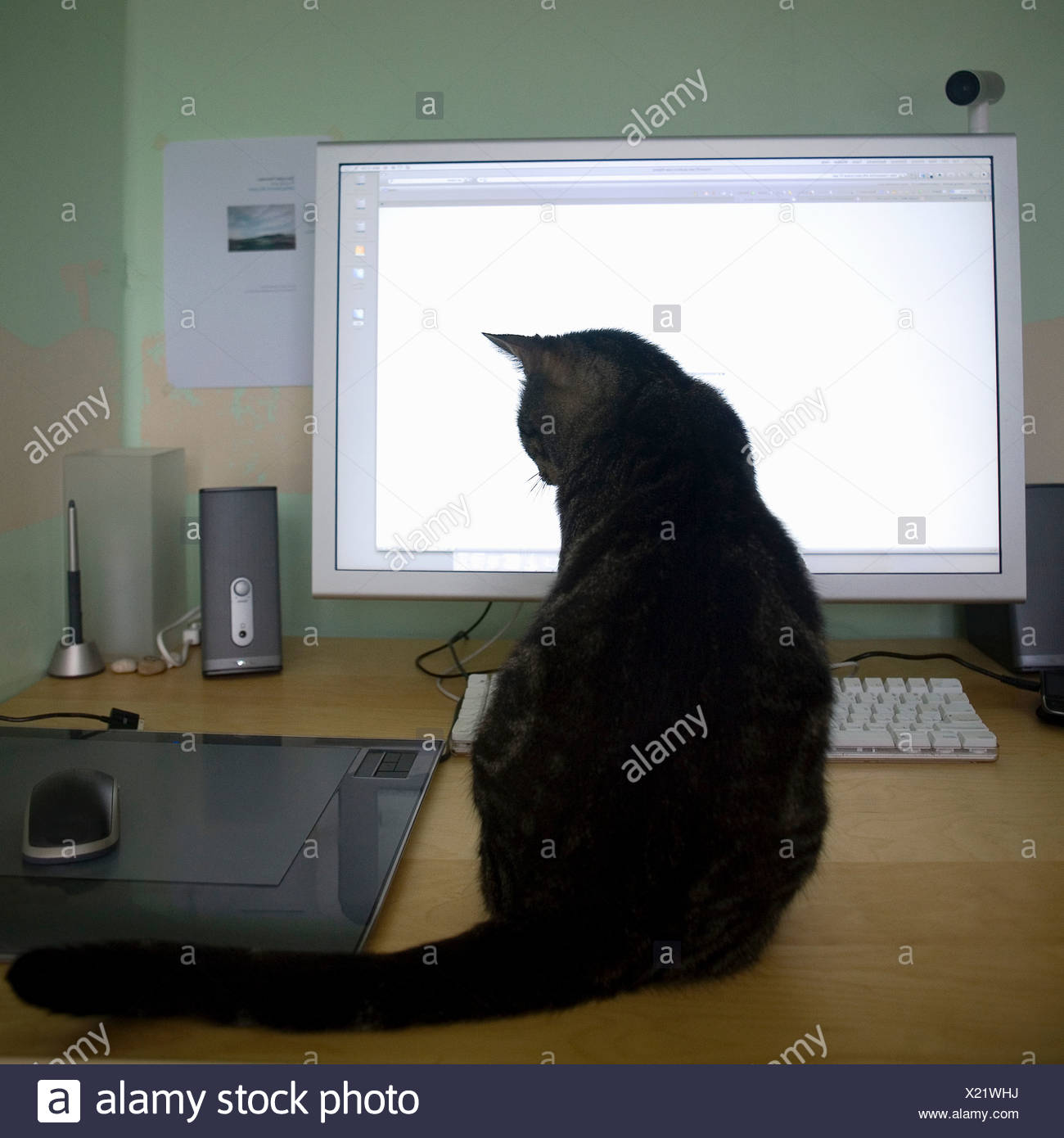 Cat Mouse Sitting High Resolution Stock Photography and Images - Alamy