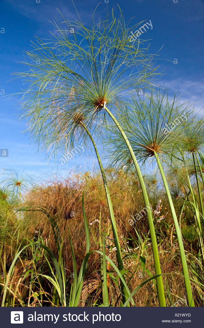 African Papyrus High Resolution Stock Photography and Images - Alamy