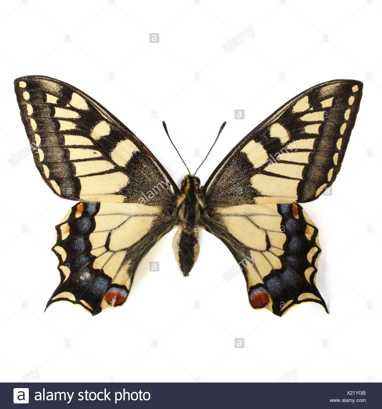 Yellow Swallowtail Butterfly High Resolution Stock Photography and Images - Alamy