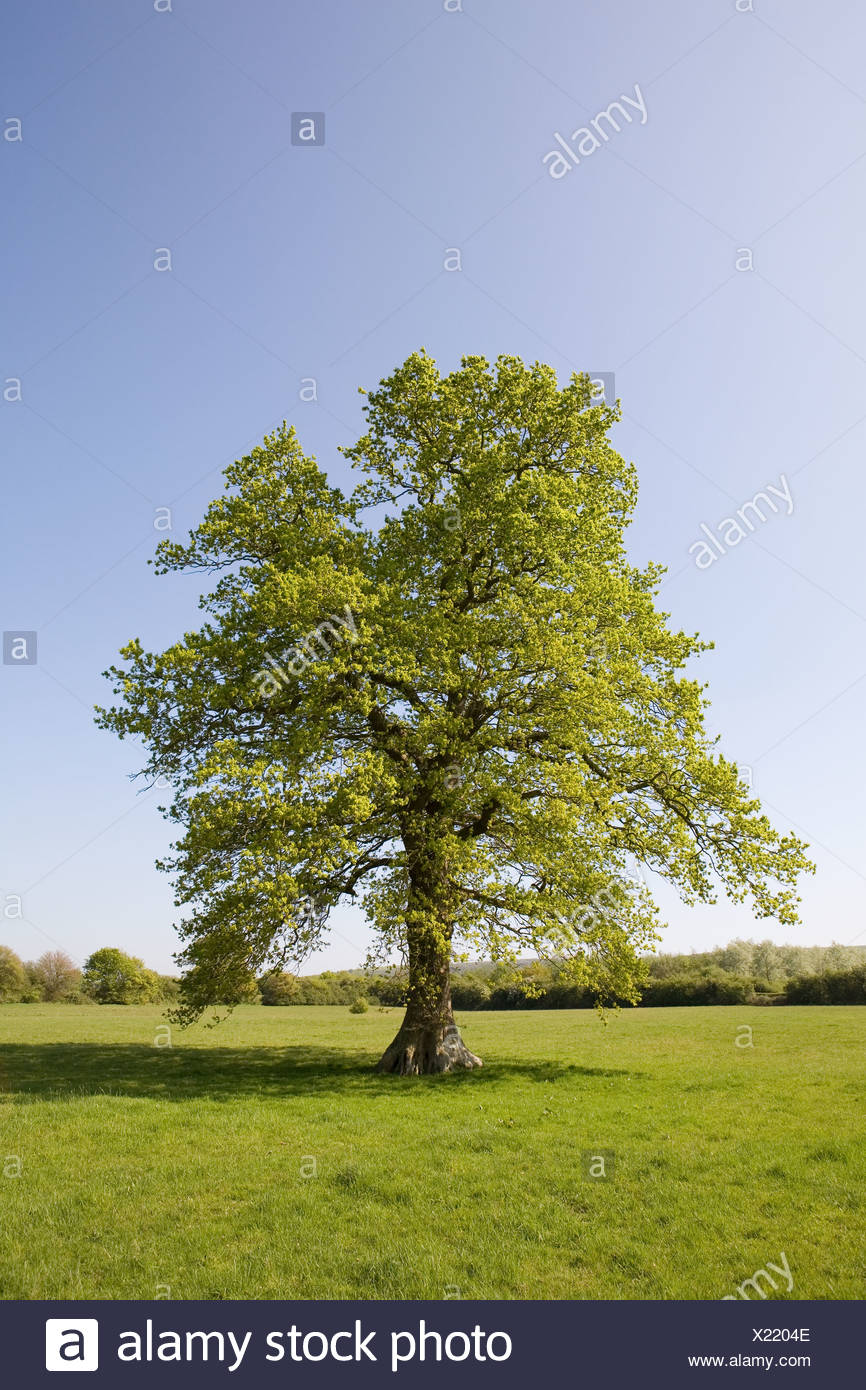 Oak Tree In Summer High Resolution Stock Photography and Images - Alamy