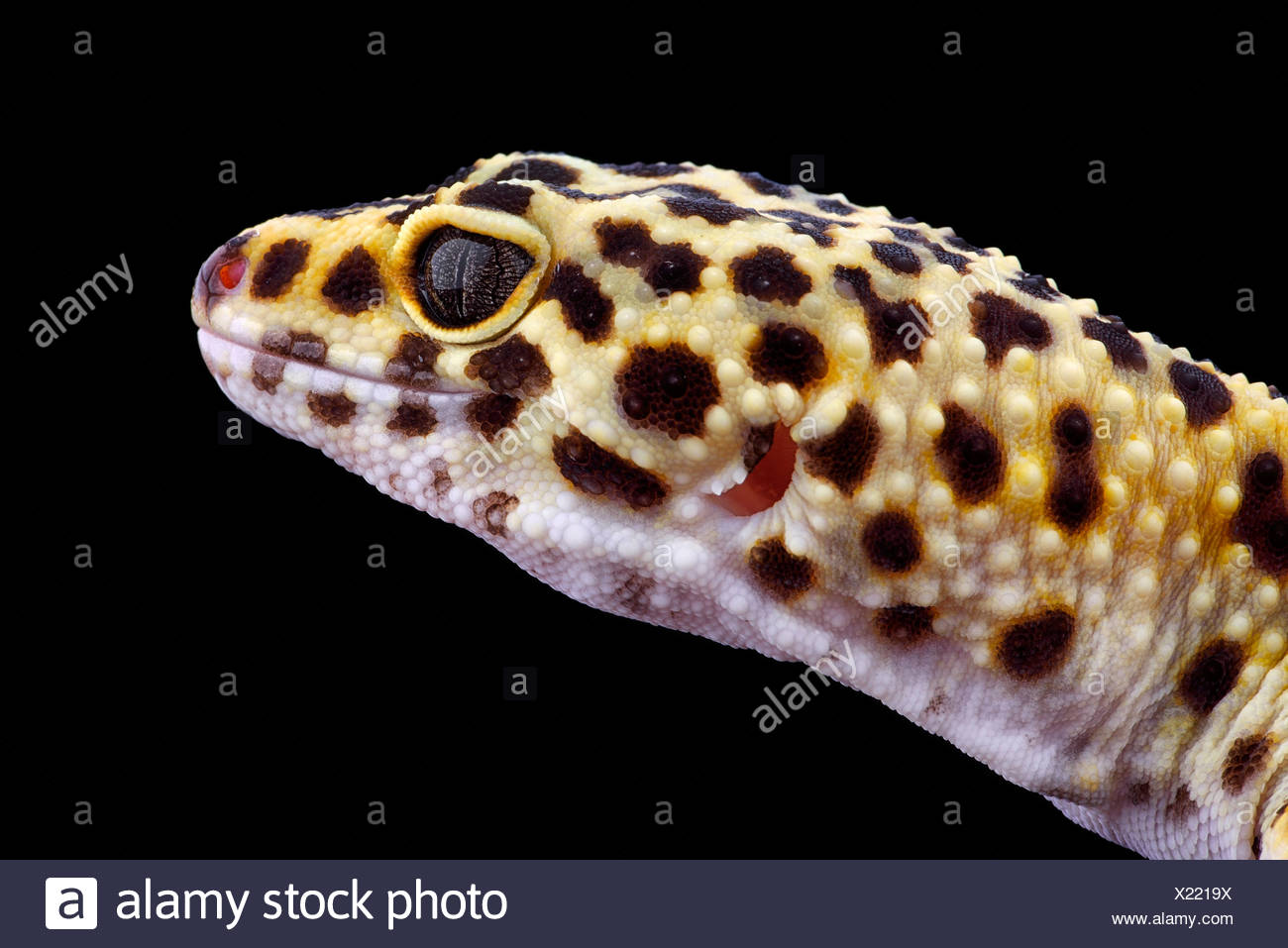 Gecko Head High Resolution Stock Photography and Images - Alamy