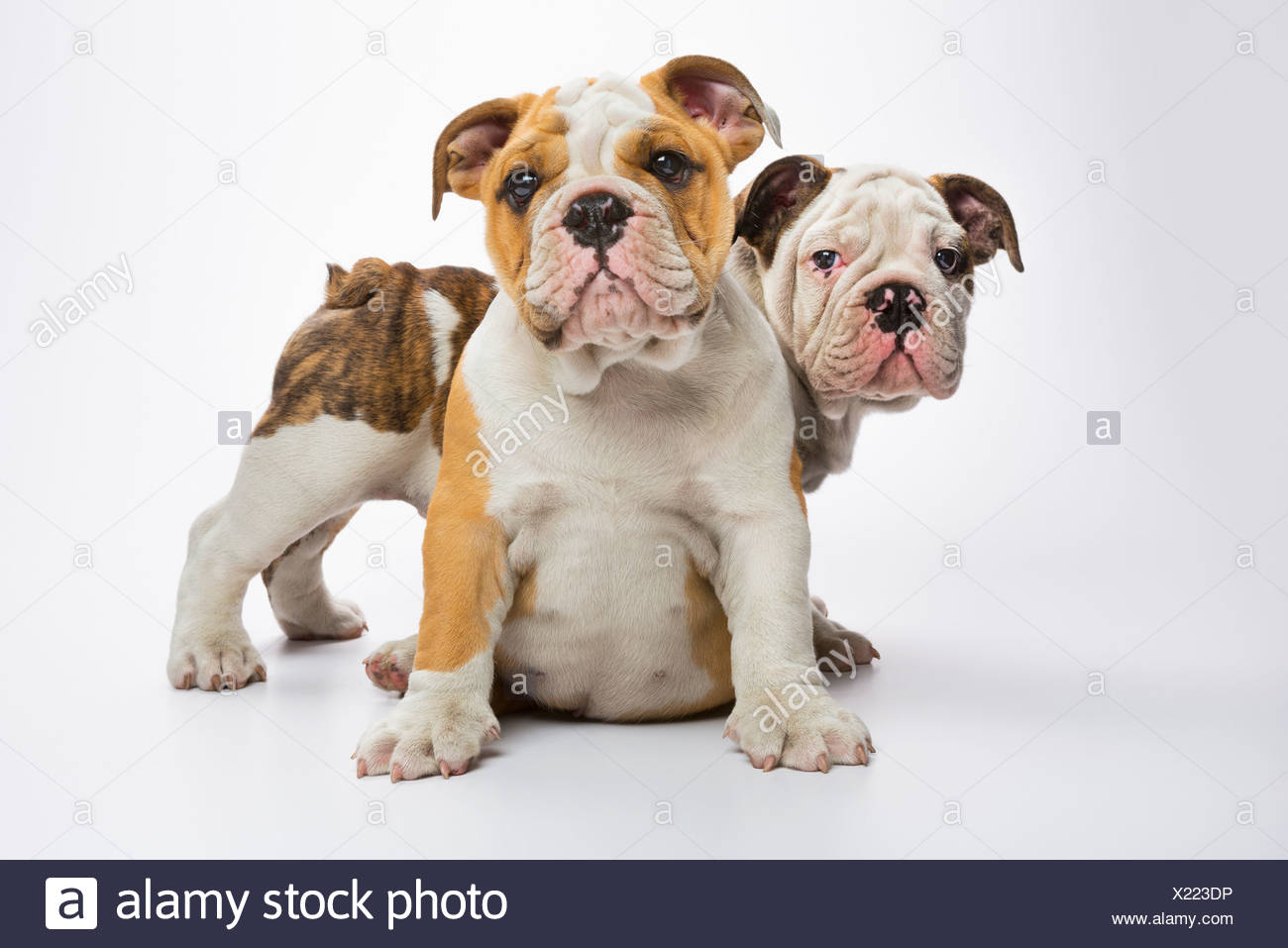 English Bulldog And Puppy High Resolution Stock Photography and Images ...