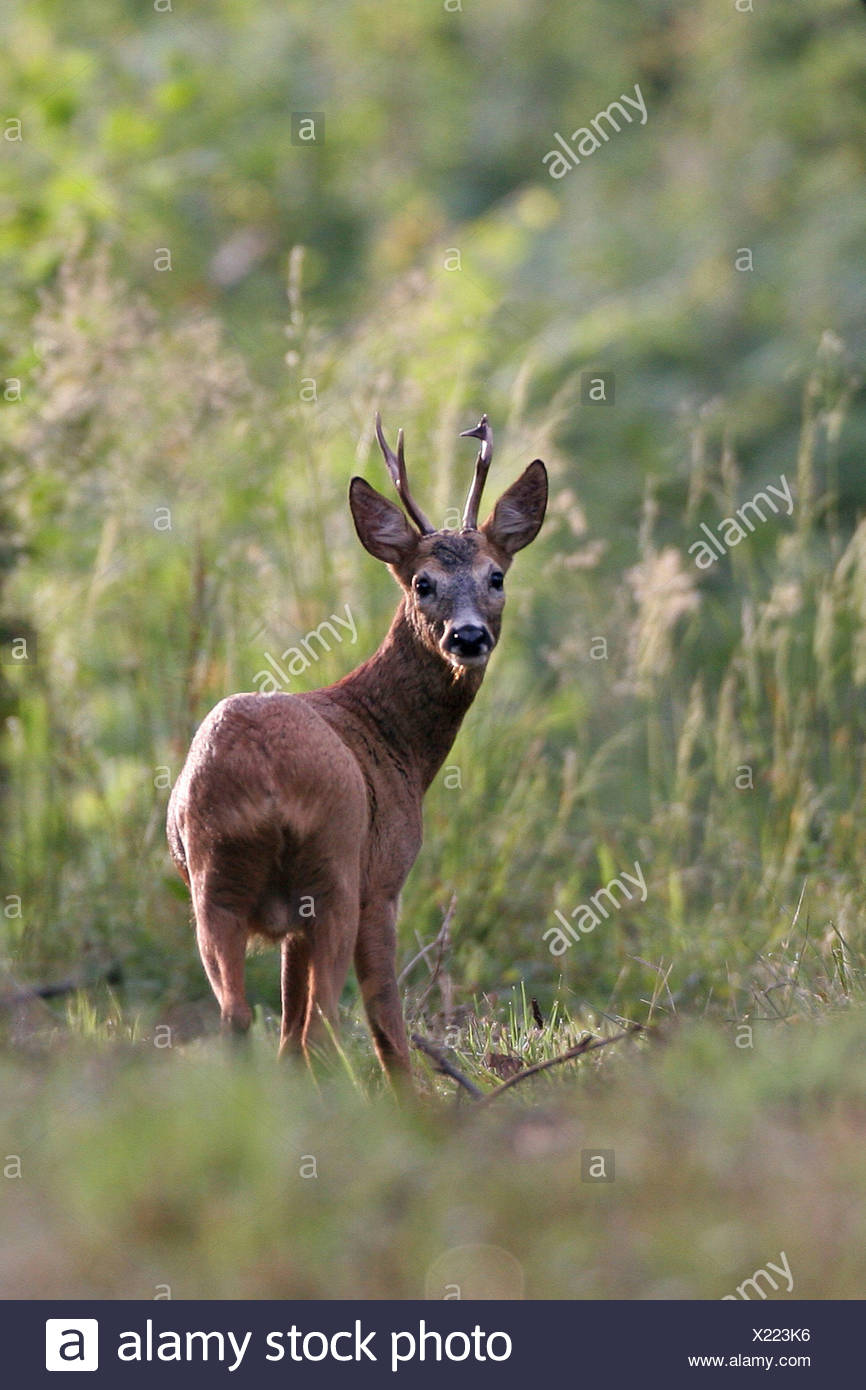 Deer Rump High Resolution Stock Photography and Images - Alamy