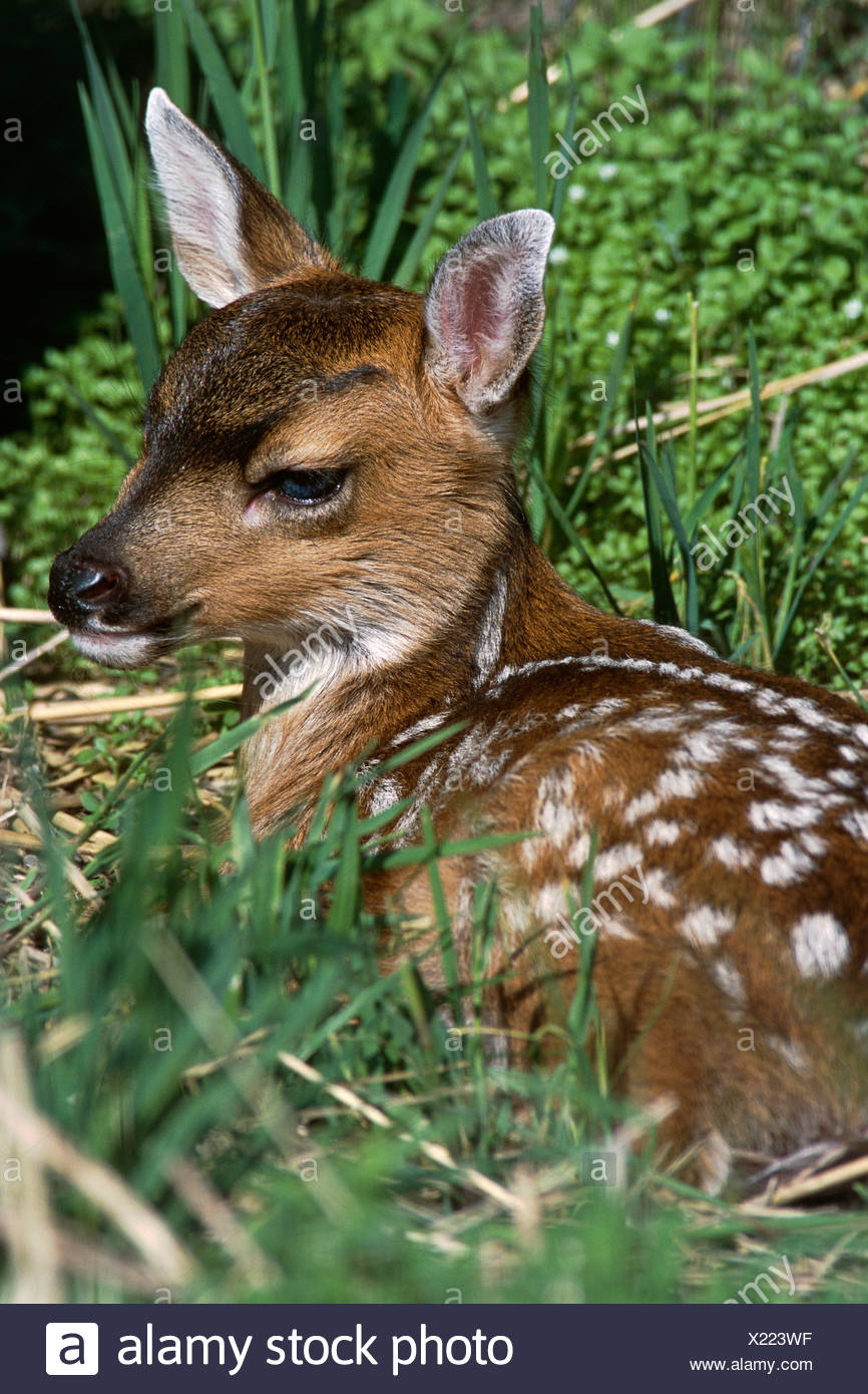 Sitka Black Tailed Deer Alaska High Resolution Stock Photography and ...
