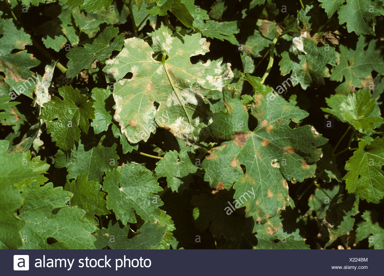 Plasmopara Viticola Grapes High Resolution Stock Photography and Images ...
