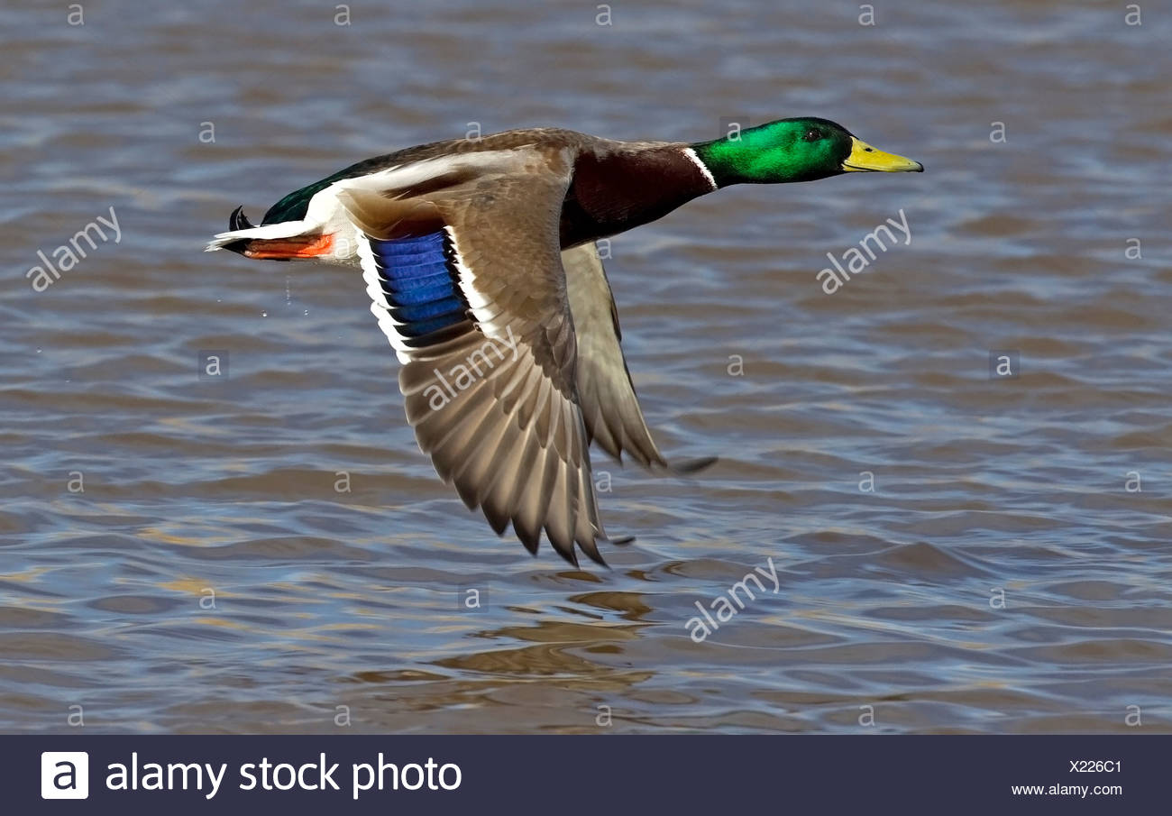 Mallard Duck Flying Stock Photos & Mallard Duck Flying Stock Images - Alamy
