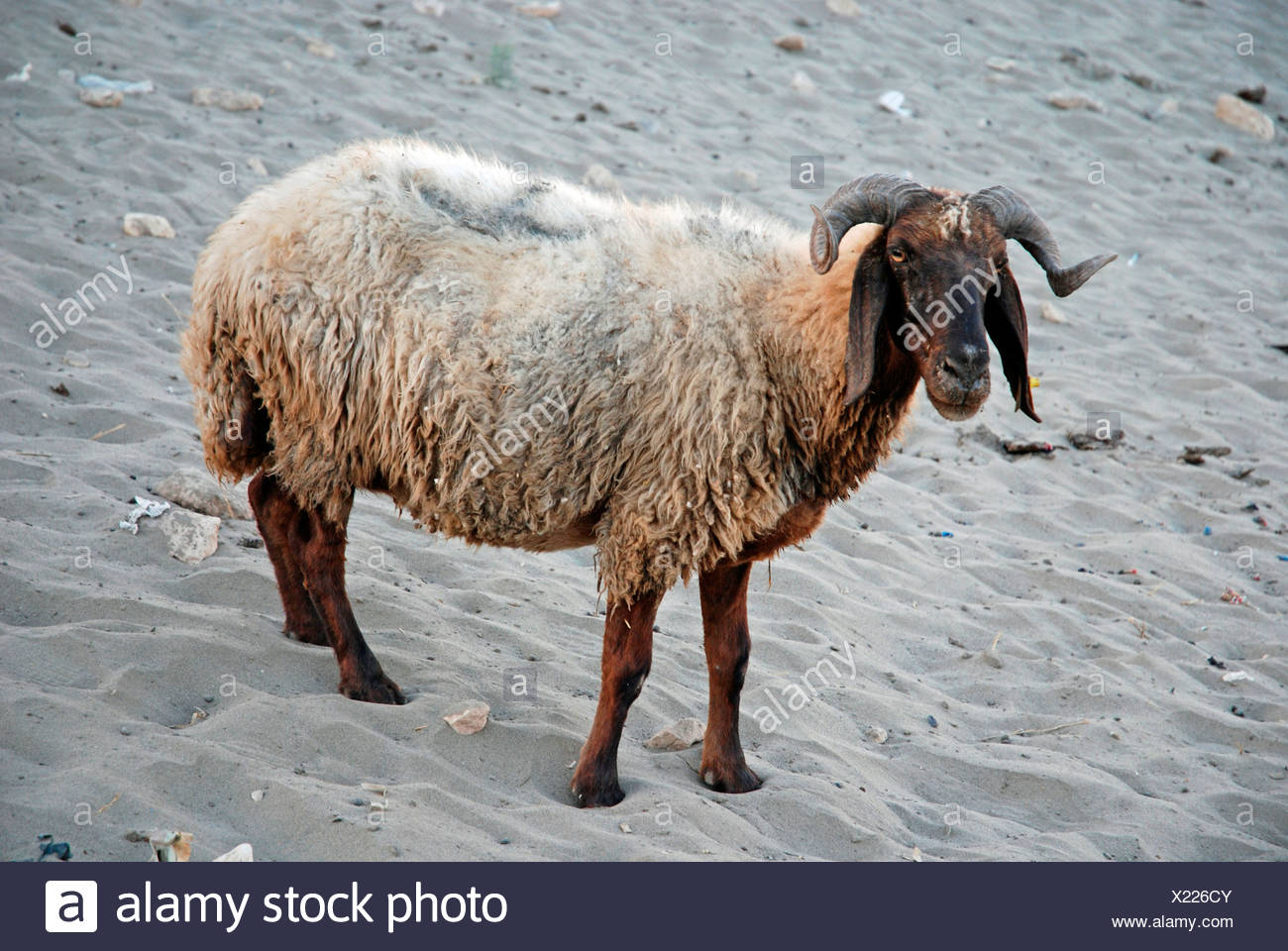 Fat Tailed Sheep High Resolution Stock Photography and Images - Alamy