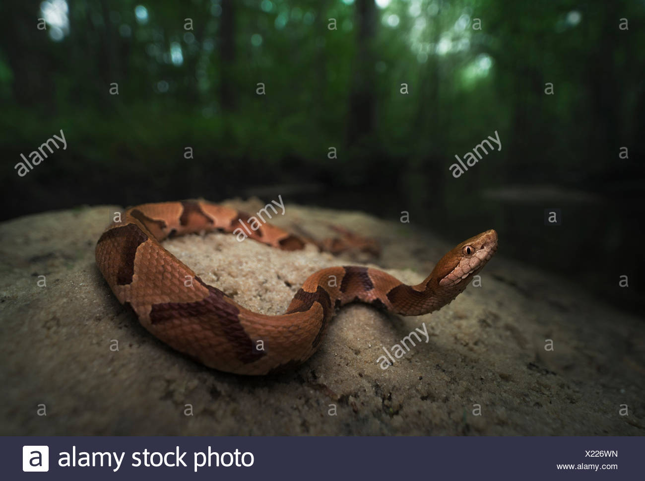 Southern Copperhead Snake Agkistrodon Contortrix On Sand Bank By Stream ...
