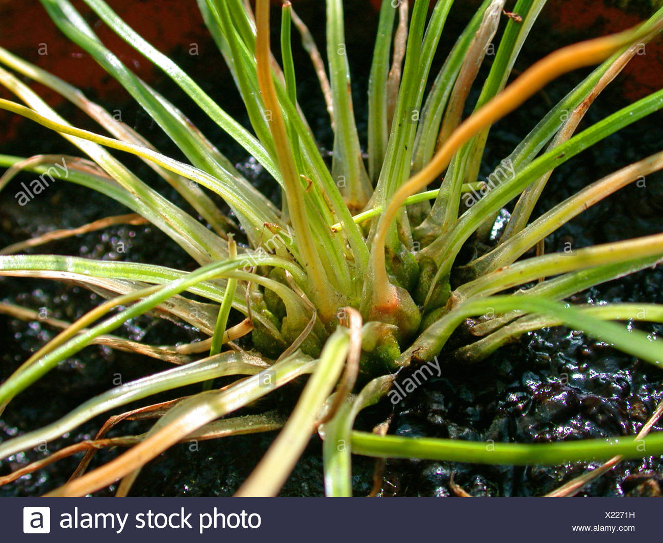 Plant Base High Resolution Stock Photography and Images - Alamy
