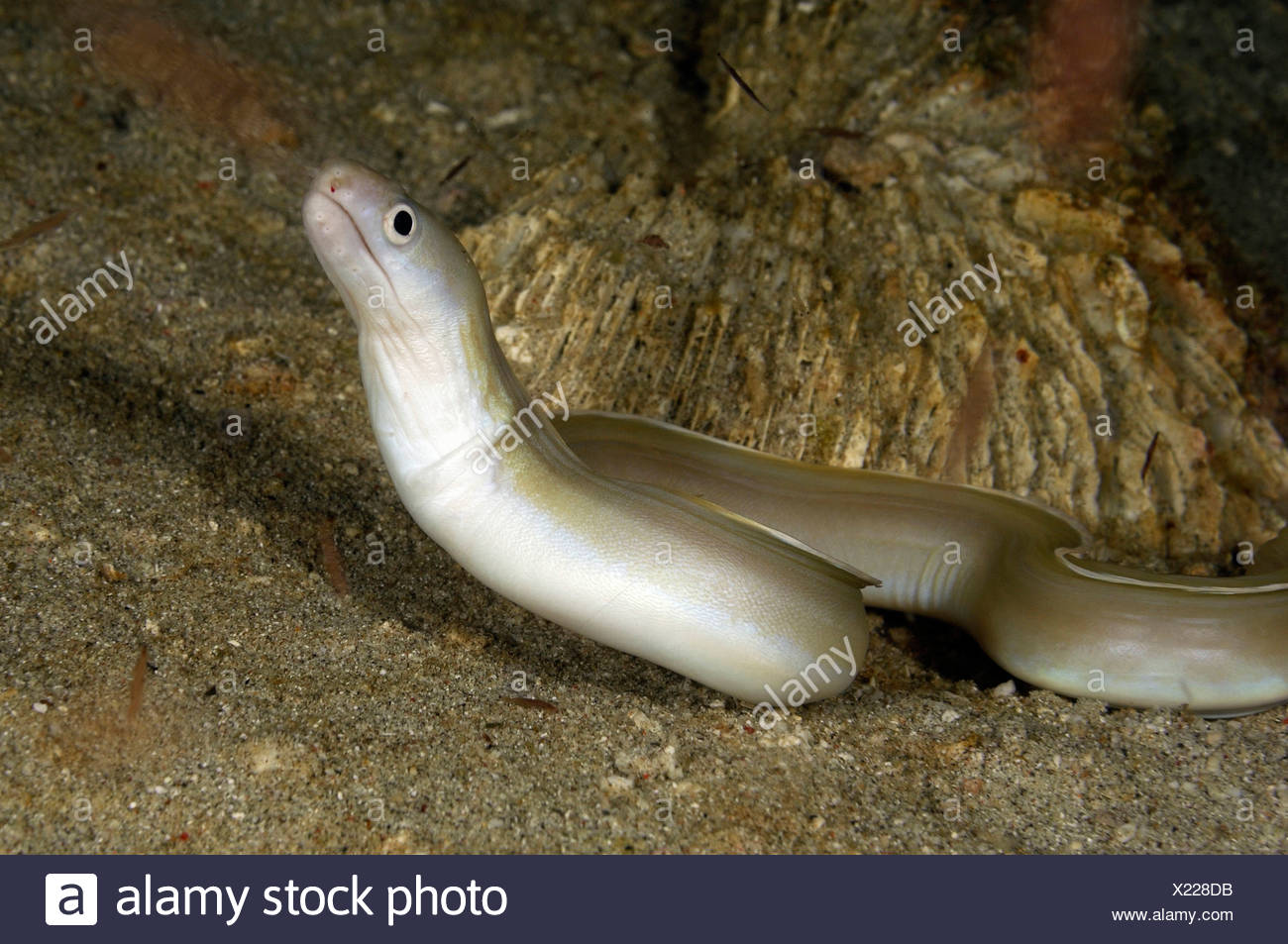 Rock Eel High Resolution Stock Photography and Images - Alamy