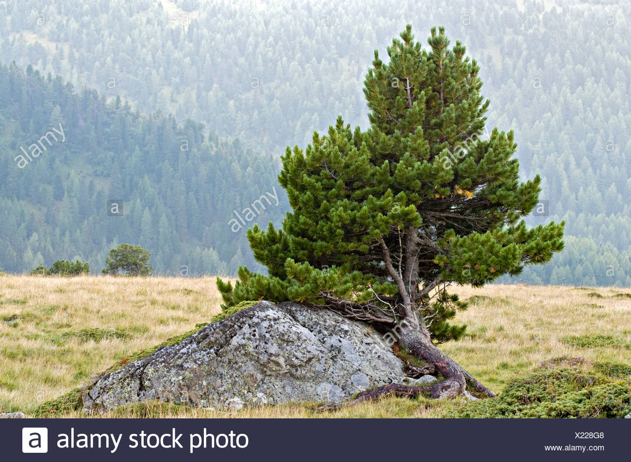 Swiss Pine Swiss Stone Pine High Resolution Stock Photography and ...