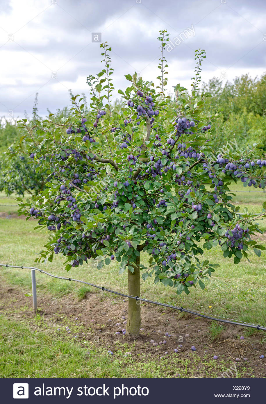 European Plum Prunus Domestica Rosaceae High Resolution Stock ...
