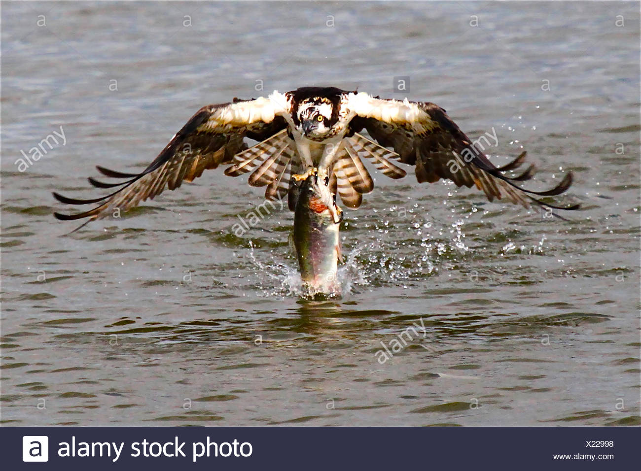 Falcon Catching Stock Photos & Falcon Catching Stock Images - Alamy