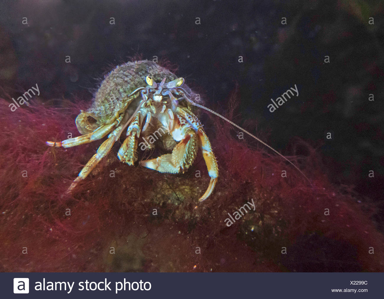 Eupagurus Bernhardus Stock Photos & Eupagurus Bernhardus Stock Images ...