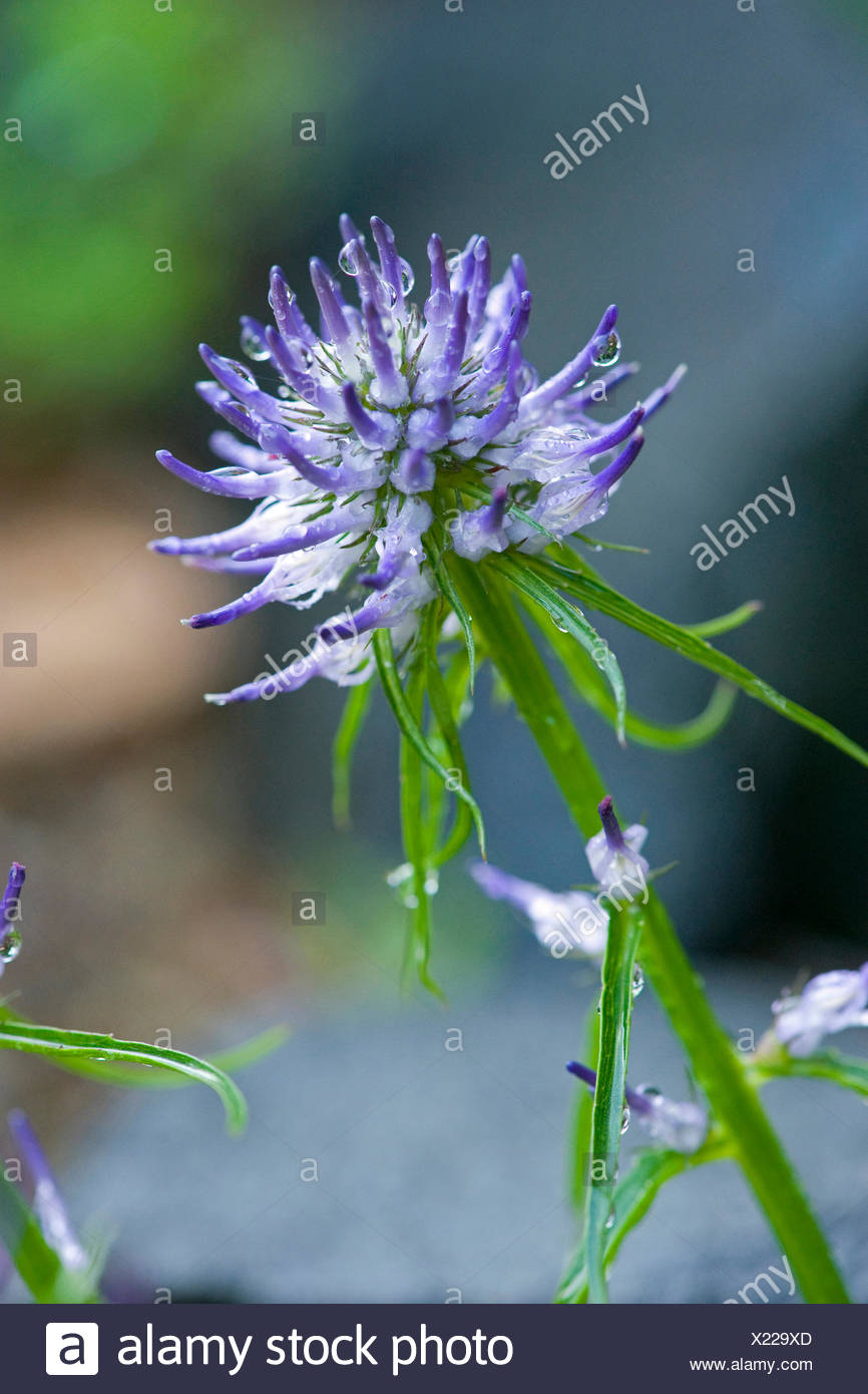 Rampions High Resolution Stock Photography and Images - Alamy