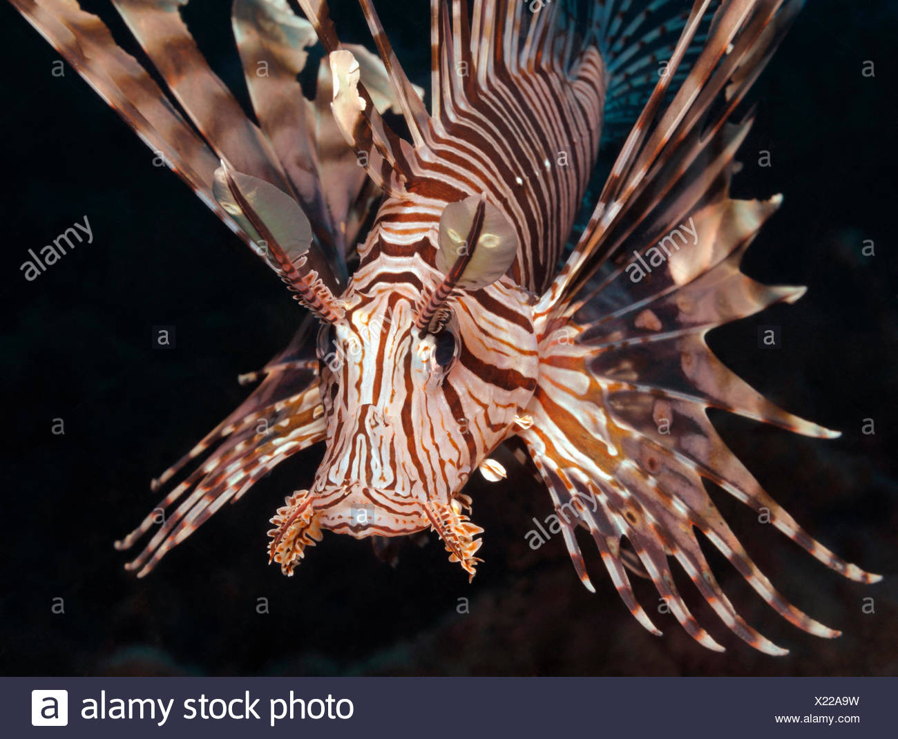 Devil Firefish High Resolution Stock Photography and Images - Alamy