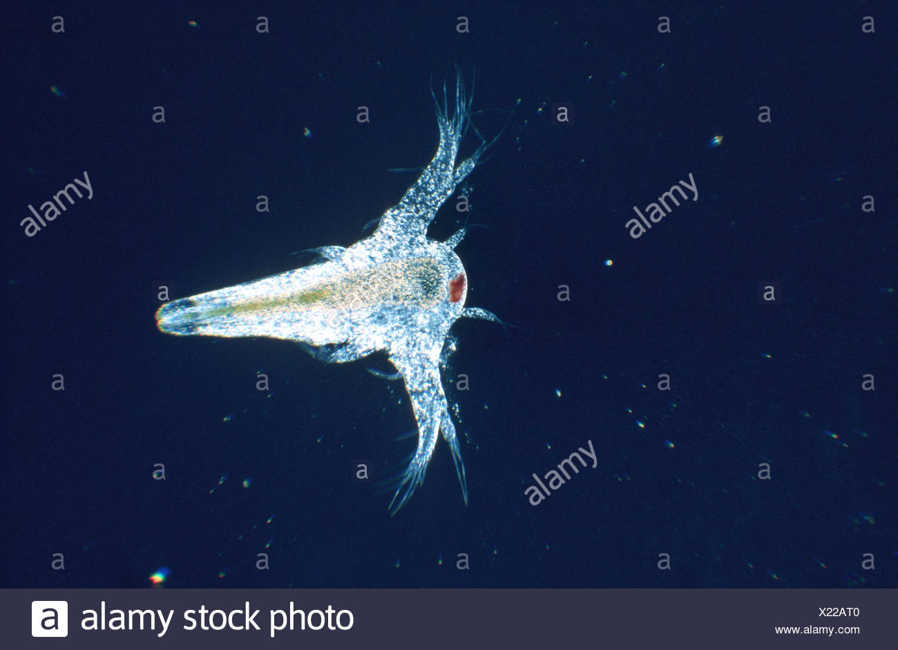Brine Shrimp Stock Photos & Brine Shrimp Stock Images - Alamy