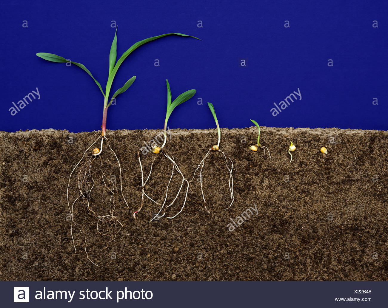 V1 V2 Stock Photos & V1 V2 Stock Images - Alamy