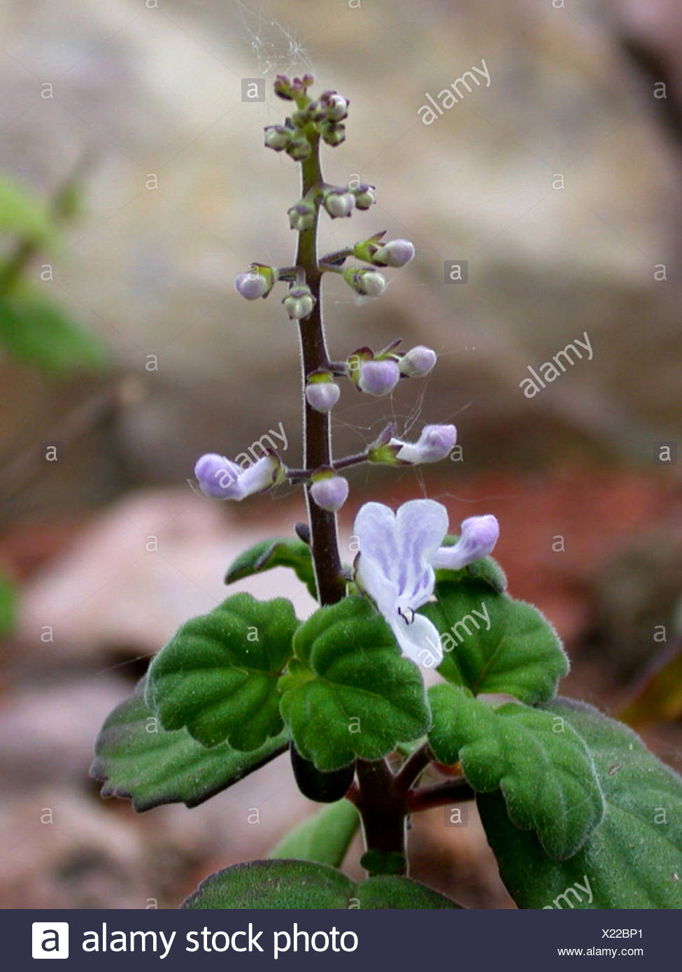 Plectranthus Stock Photos & Plectranthus Stock Images - Alamy
