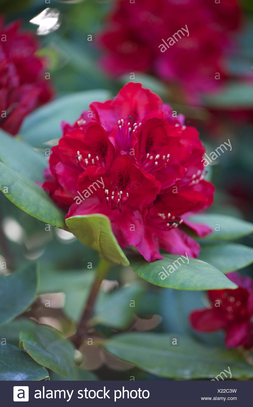 Corolla Flower High Resolution Stock Photography and Images - Alamy