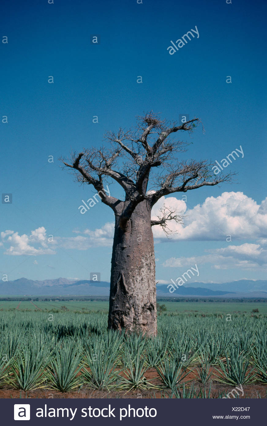 Boab Boaboa High Resolution Stock Photography and Images - Alamy
