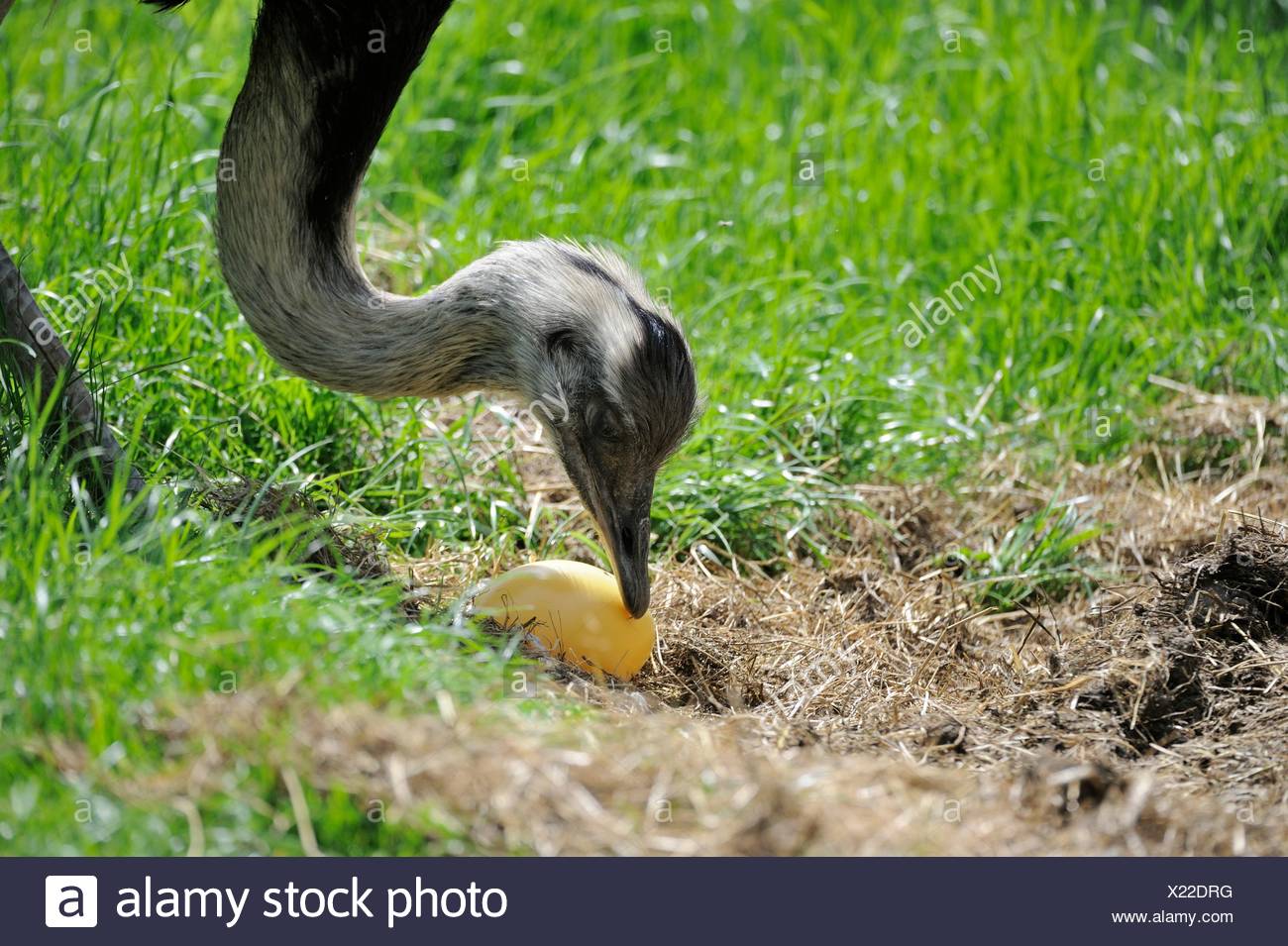 Rhea Egg High Resolution Stock Photography and Images - Alamy