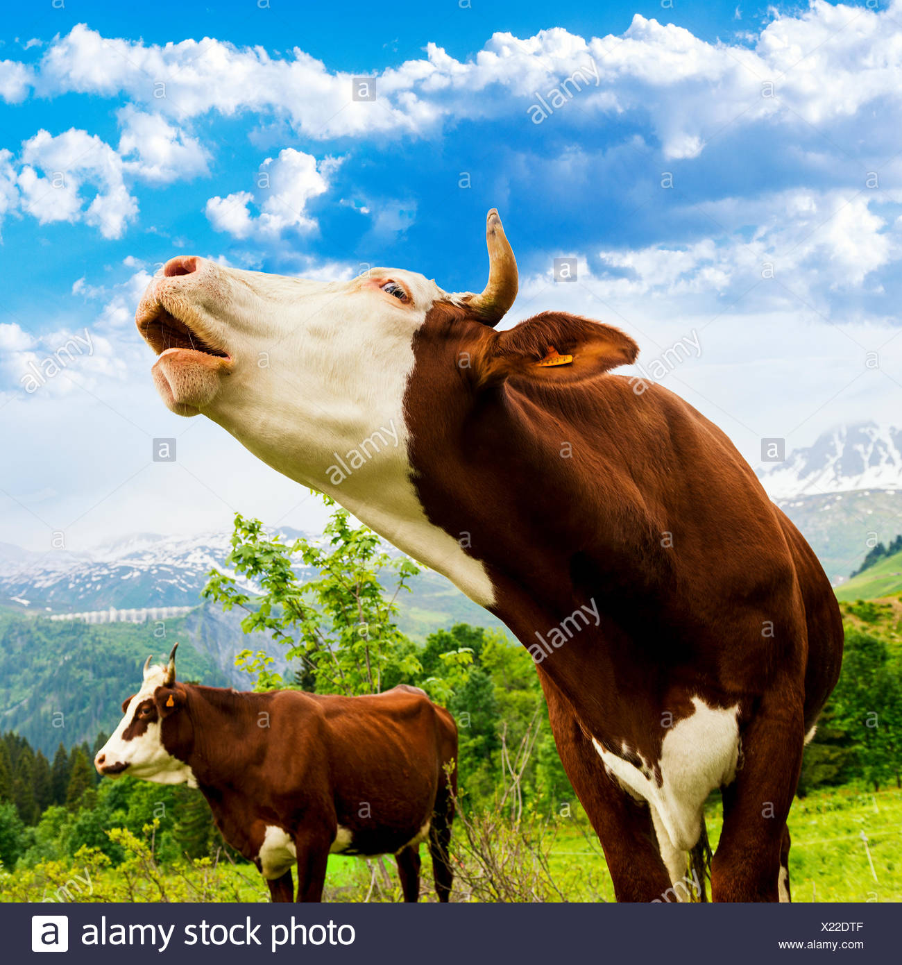 Abondance Cow Stock Photos & Abondance Cow Stock Images - Alamy