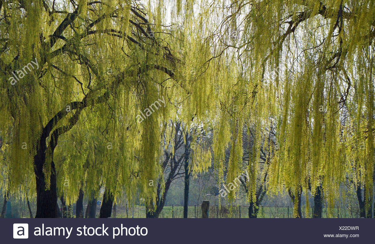 Willow Rods Stock Photos & Willow Rods Stock Images - Alamy