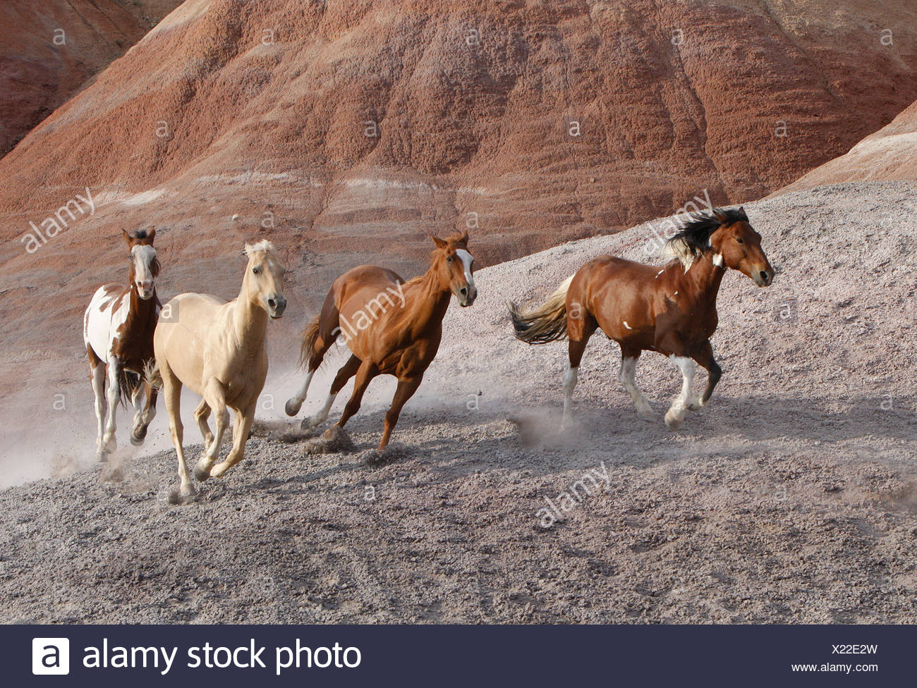 Running American Quarter Horse High Resolution Stock Photography and ...