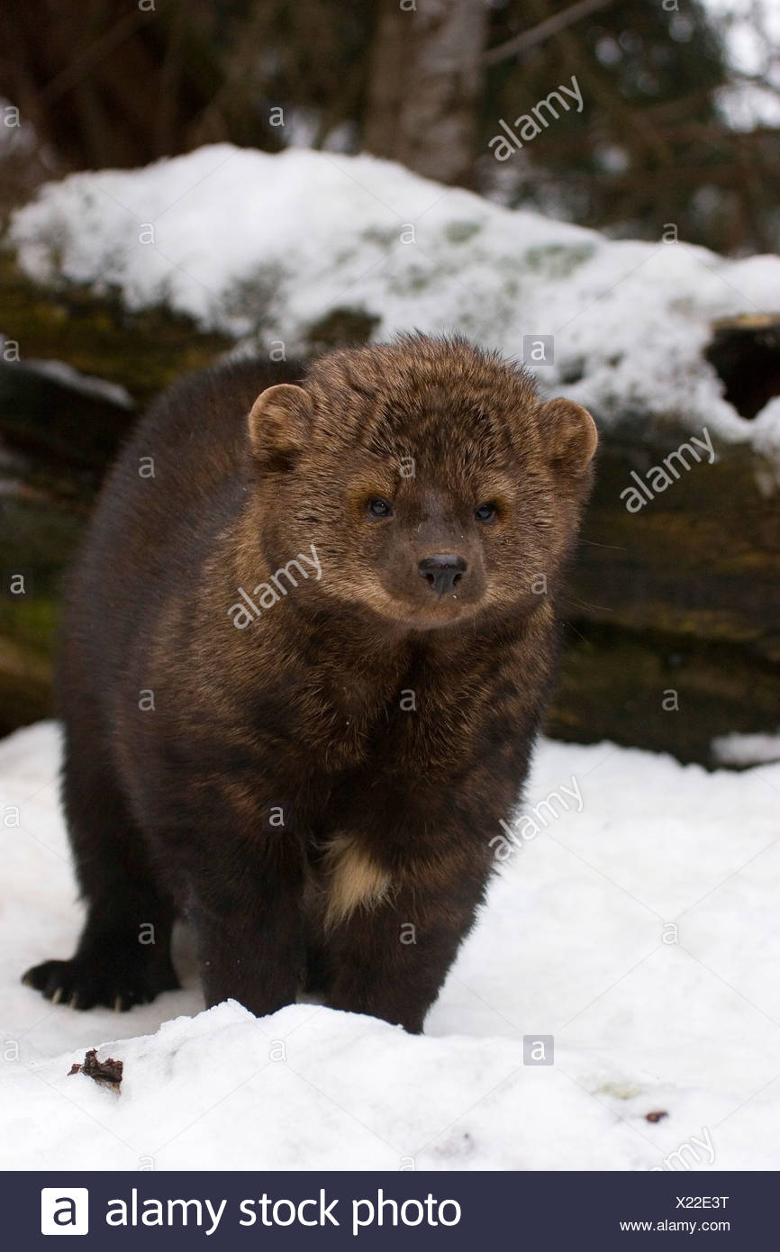 Fisher Marten High Resolution Stock Photography and Images - Alamy