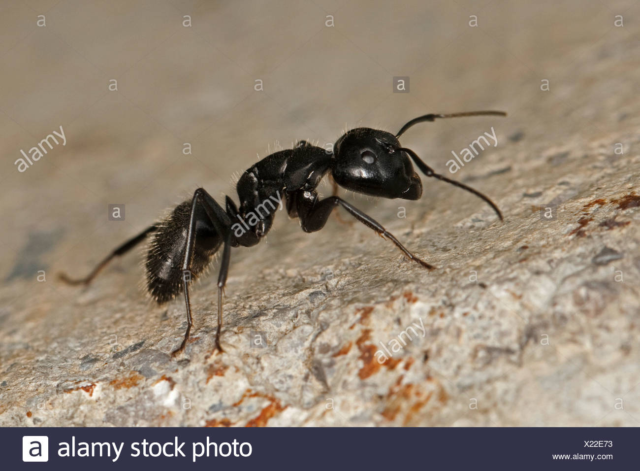 Oak Carpenter Ant Camponotus Vagus High Resolution Stock Photography ...