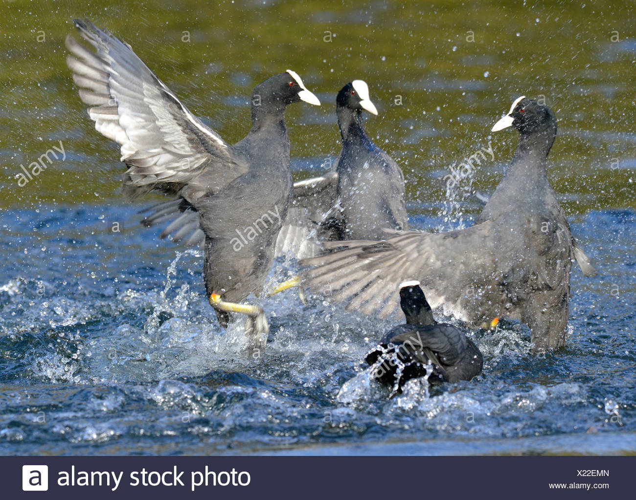 Adult Bird Birds High Resolution Stock Photography and Images - Alamy