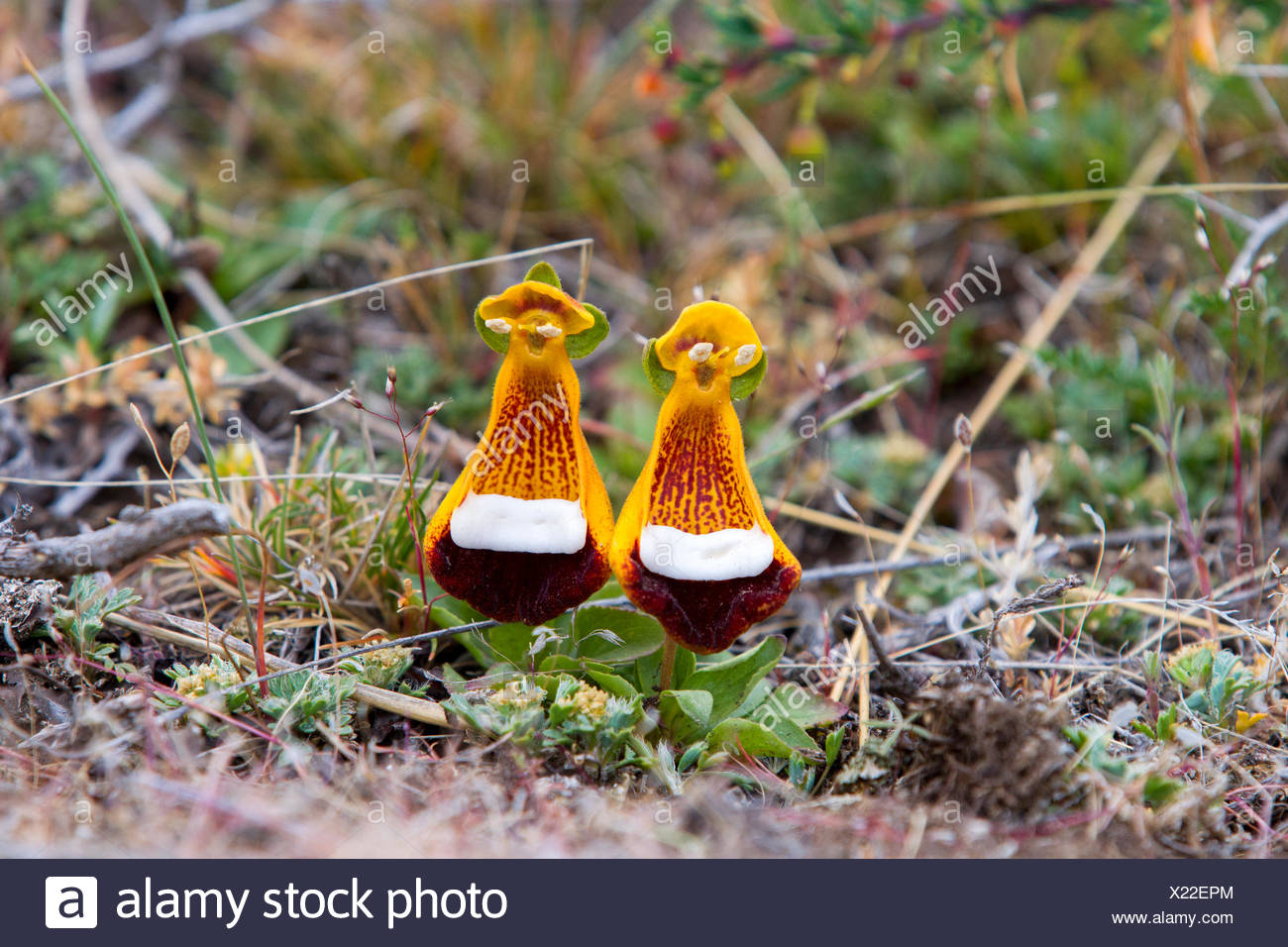 Calceolaria Uniflora Stock Photos & Calceolaria Uniflora Stock Images ...