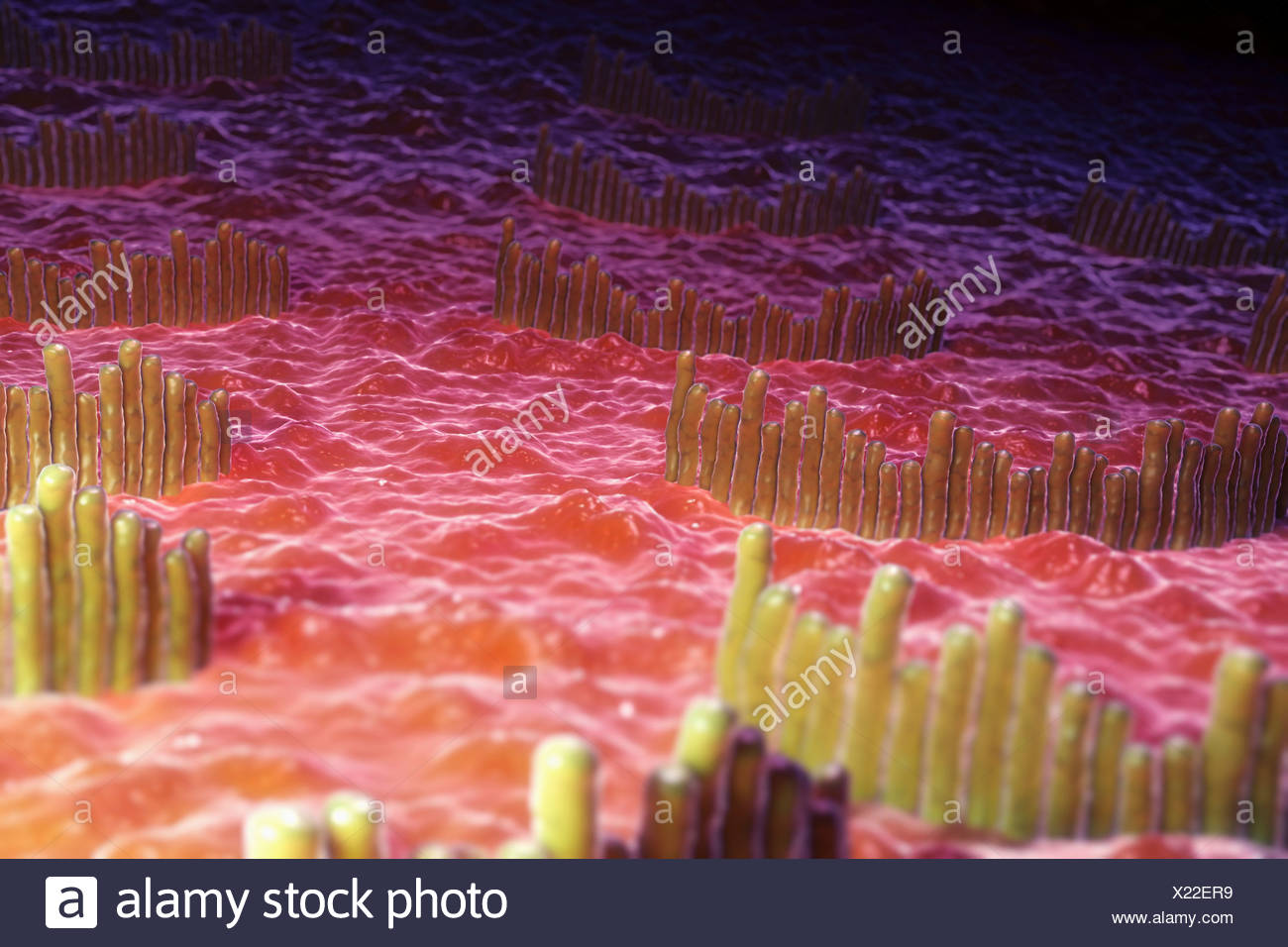 Ear Hair Cells High Resolution Stock Photography and Images - Alamy