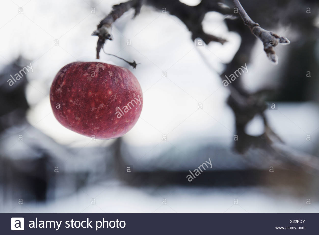 Fruit Hanging On Tree Stock Photos & Fruit Hanging On Tree Stock Images ...