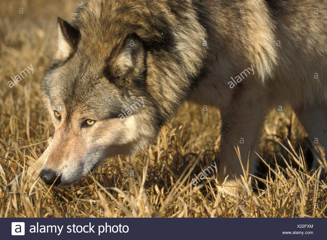 Walking Sniffing High Resolution Stock Photography and Images - Alamy
