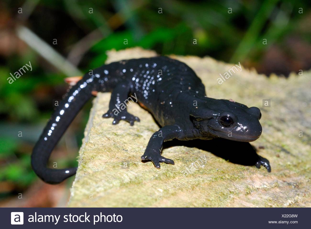 Alpine Salamander Germany Salamandra Atra Stock Photos & Alpine ...