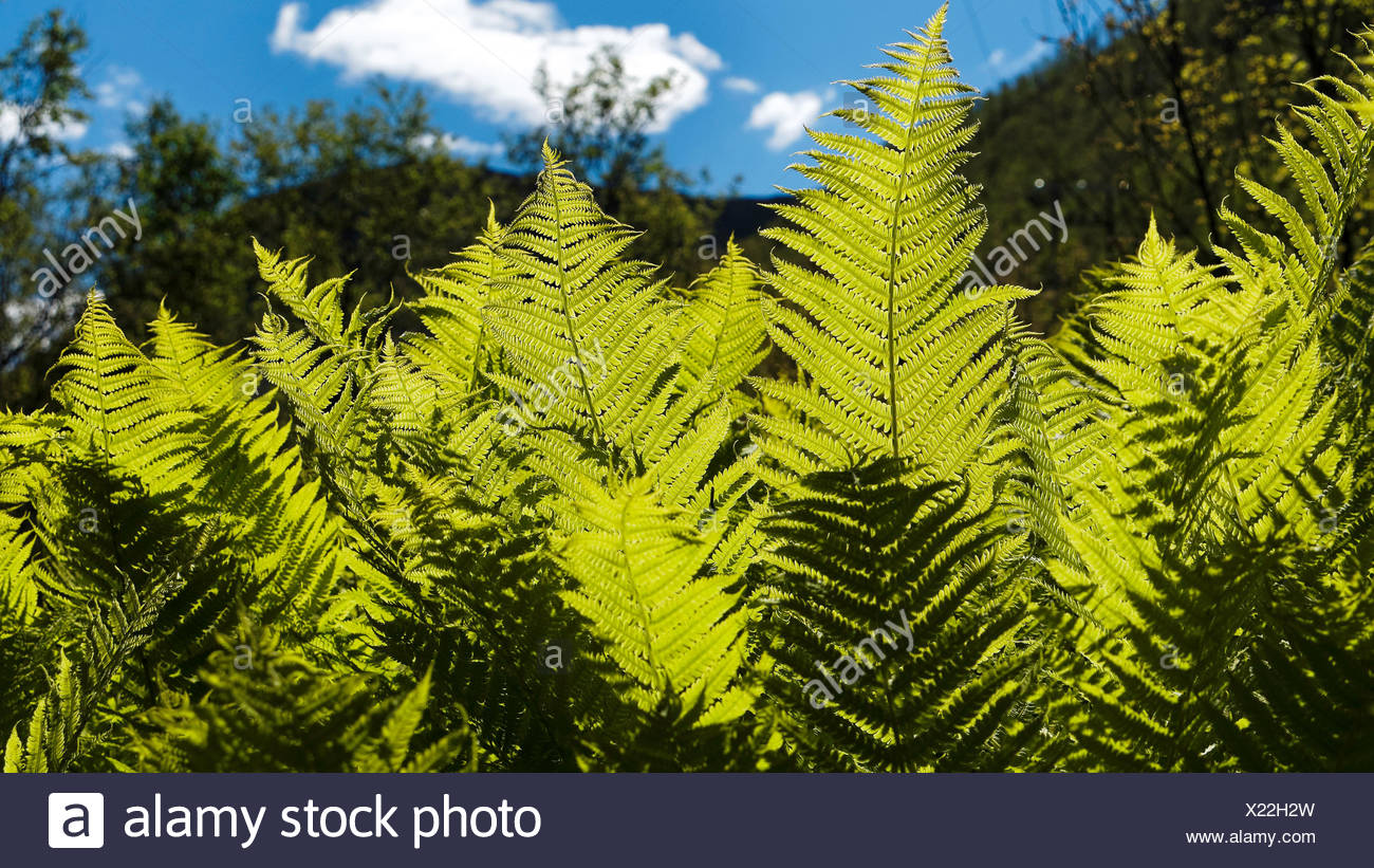 Flora Of Norway High Resolution Stock Photography and Images - Alamy