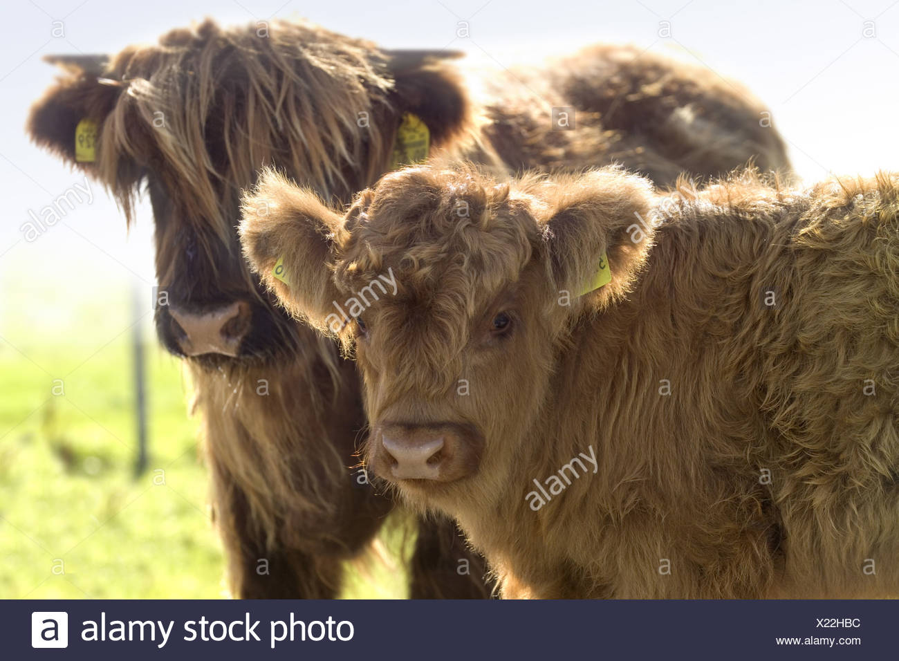 Cattle Proof High Resolution Stock Photography and Images - Alamy