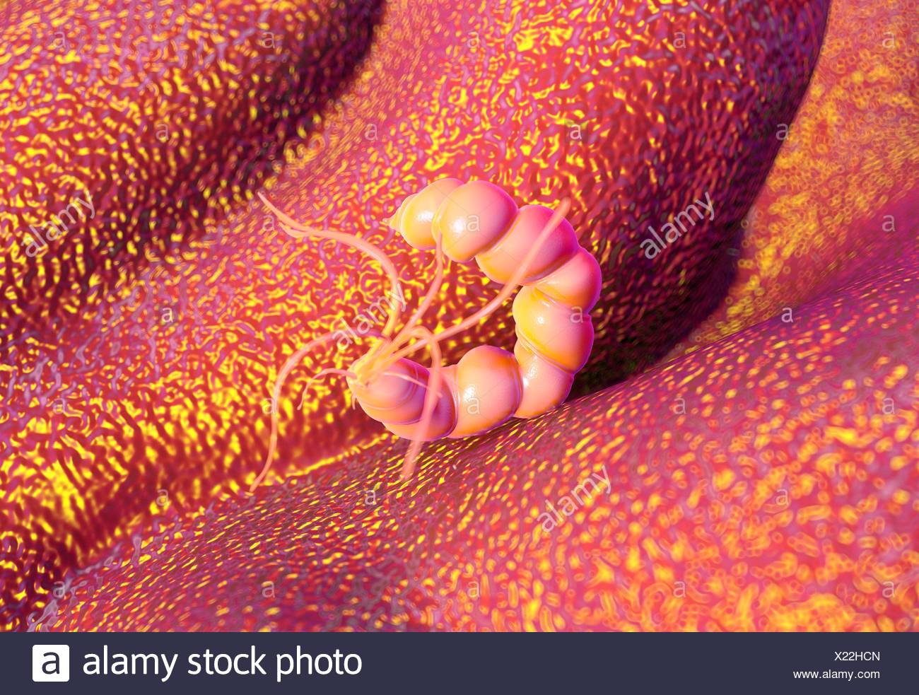 Helicobacter Pylori Bacteria High Resolution Stock Photography and ...