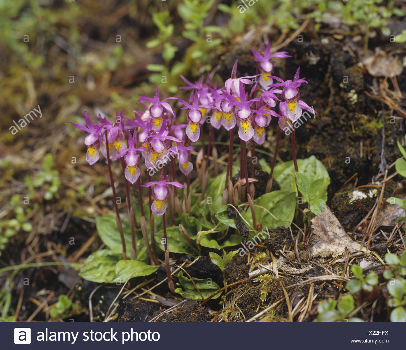 Forest Floor Flowers High Resolution Stock Photography and Images - Alamy