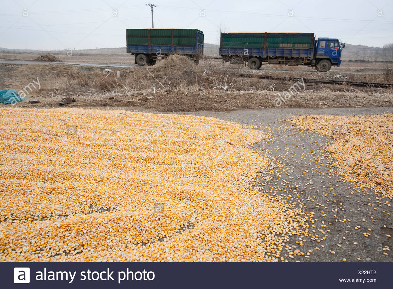 Corn Crop Drying Stock Photos & Corn Crop Drying Stock Images - Alamy