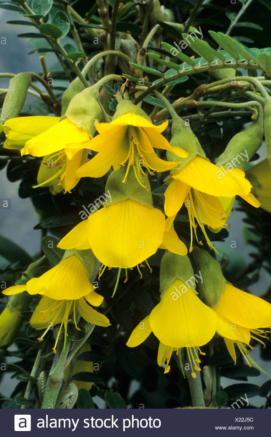 Sophora Microphylla Kowhai High Resolution Stock Photography and Images ...