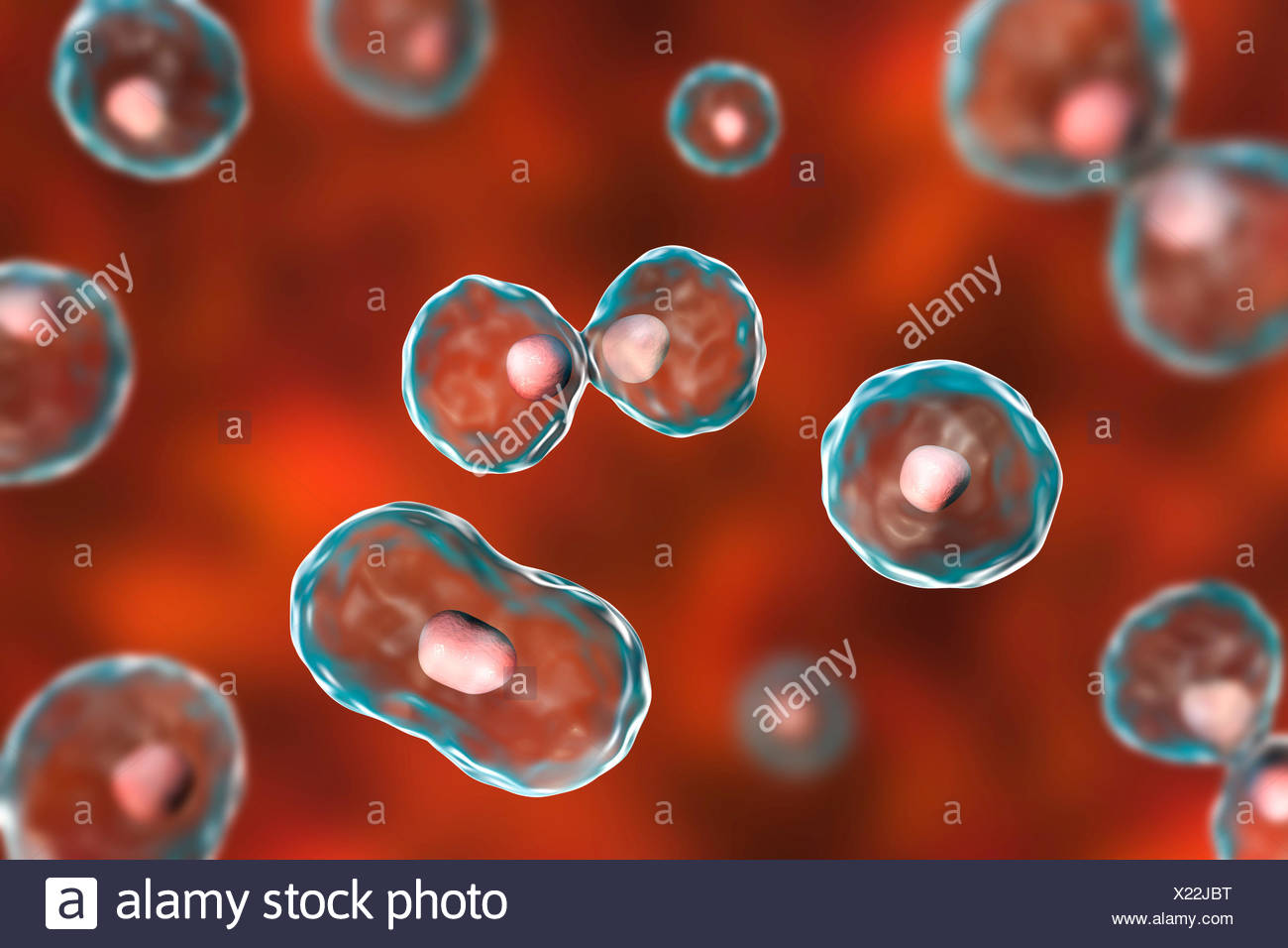 Cell Dividing Mitosis High Resolution Stock Photography and Images - Alamy