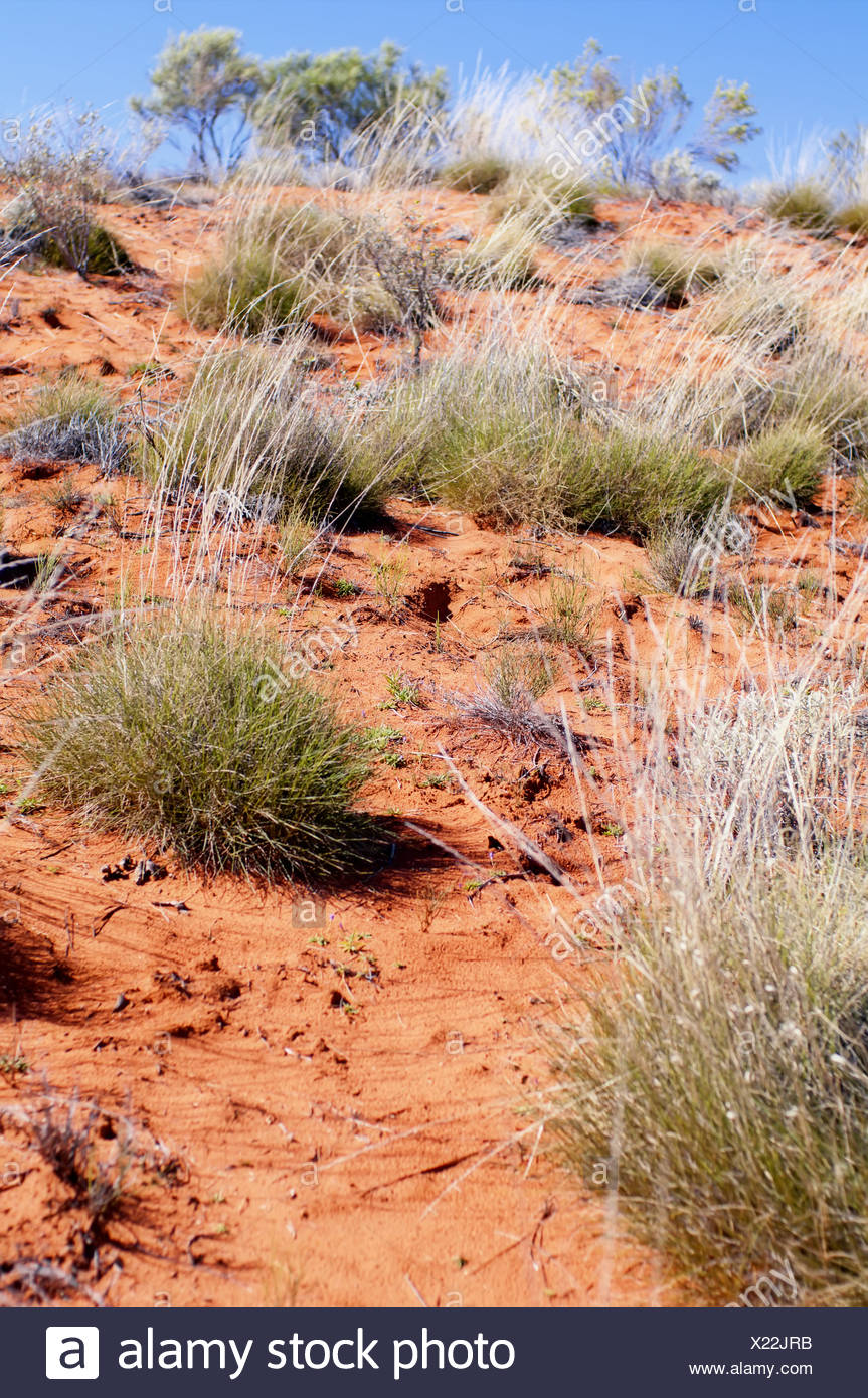 Spinifex Grass High Resolution Stock Photography and Images - Alamy