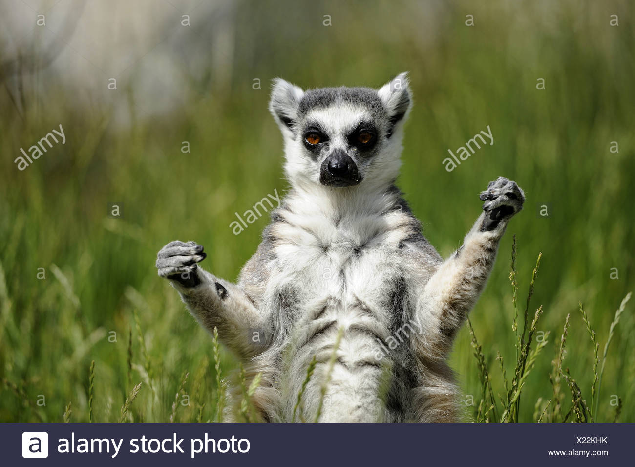 Lemur In The Sun High Resolution Stock Photography and Images - Alamy