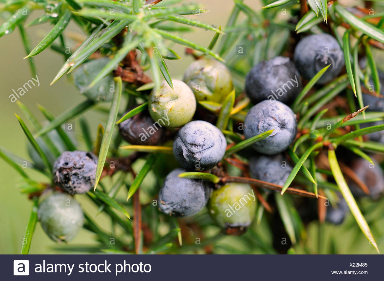 Juniperus Communis High Resolution Stock Photography and Images - Alamy
