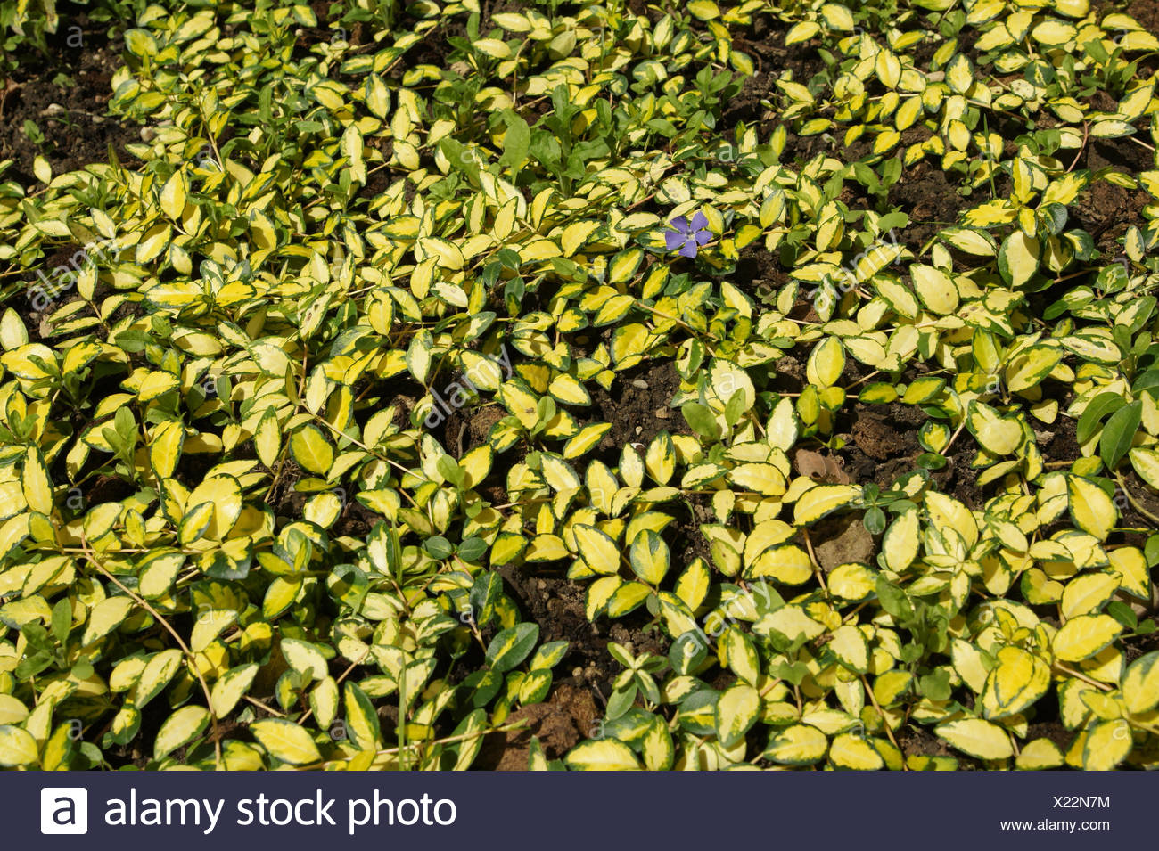 Yellow Periwinkle Stock Photos & Yellow Periwinkle Stock Images - Alamy