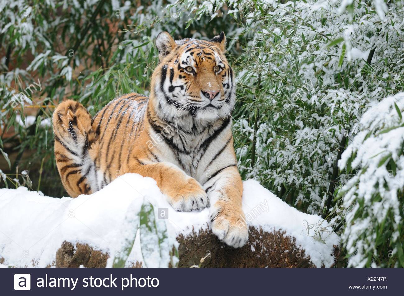 Siberian Tiger Winter High Resolution Stock Photography and Images - Alamy